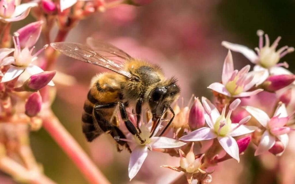 See How You Can Help Protect The Pollinators | Green & Black