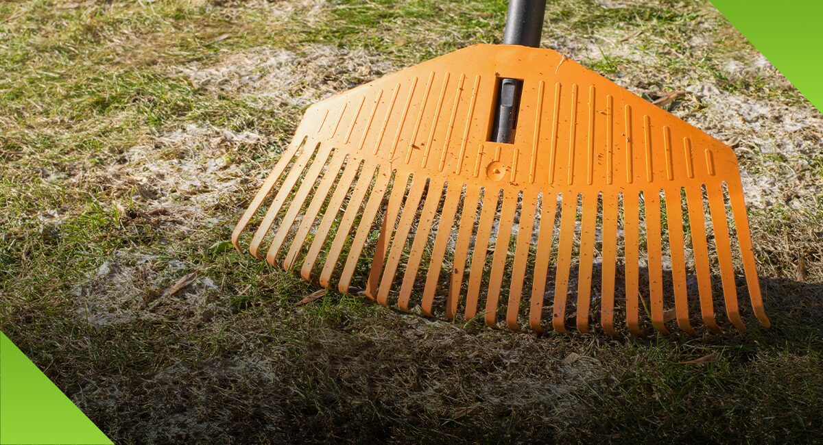 Dealing With Salt Damage and Snow Mold on Minnesota Property